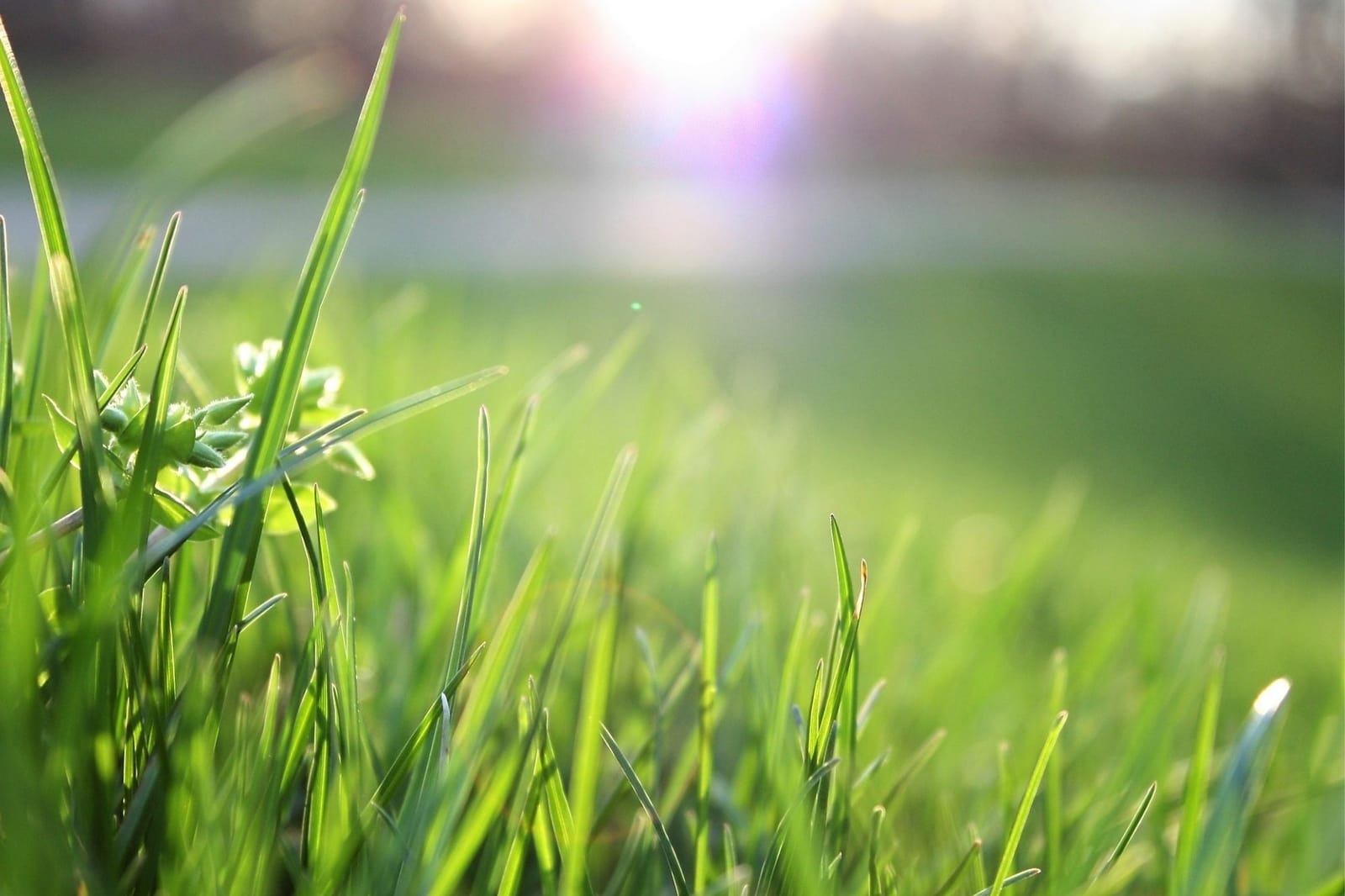 All Green Lawn Care | About Our Team