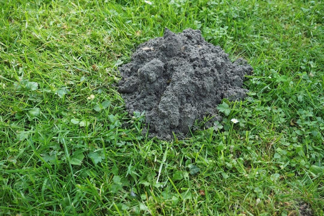 All Green Lawn Care | Angola, Indiana