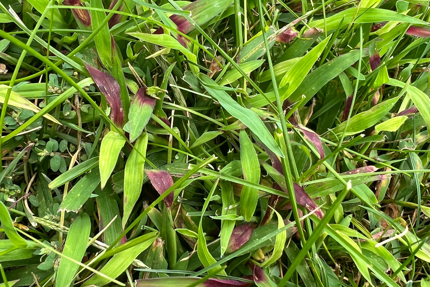 All Green Lawn Care Blog | Don't Get Crabby(grass) This Year