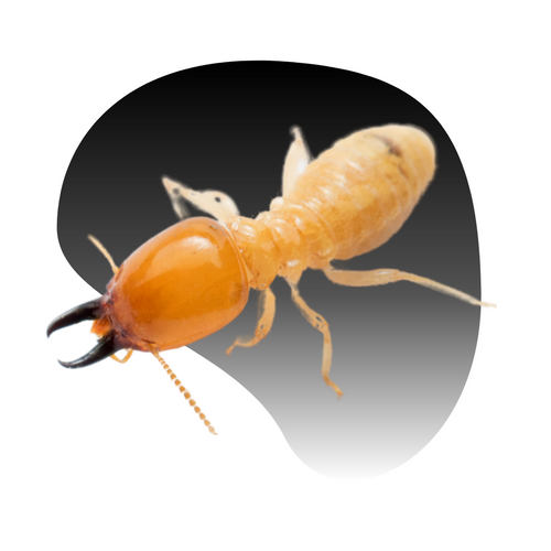 VA Termite Inspections