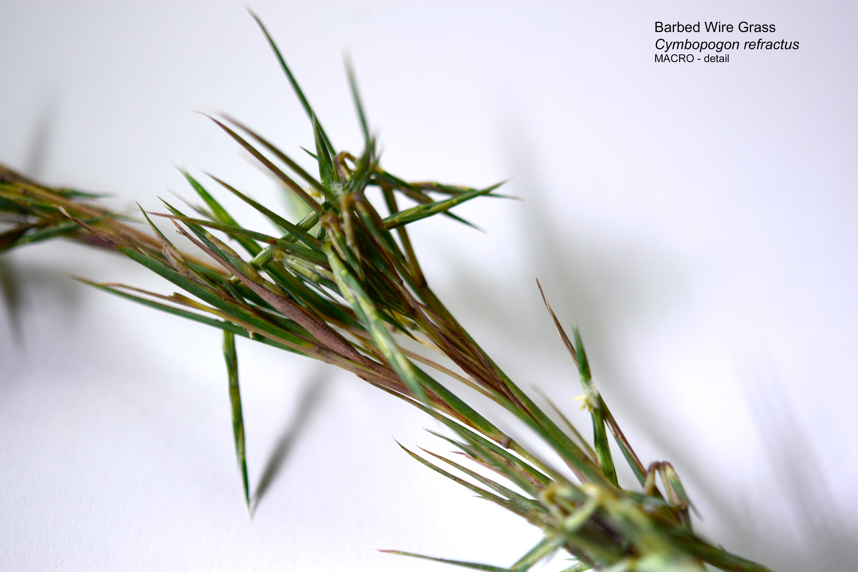 Carbon__Dating (Art + Grasslands Care & Culture)