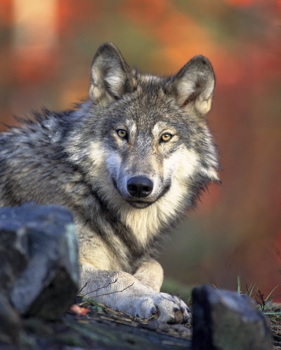 Wolf Therapy: First Responders First