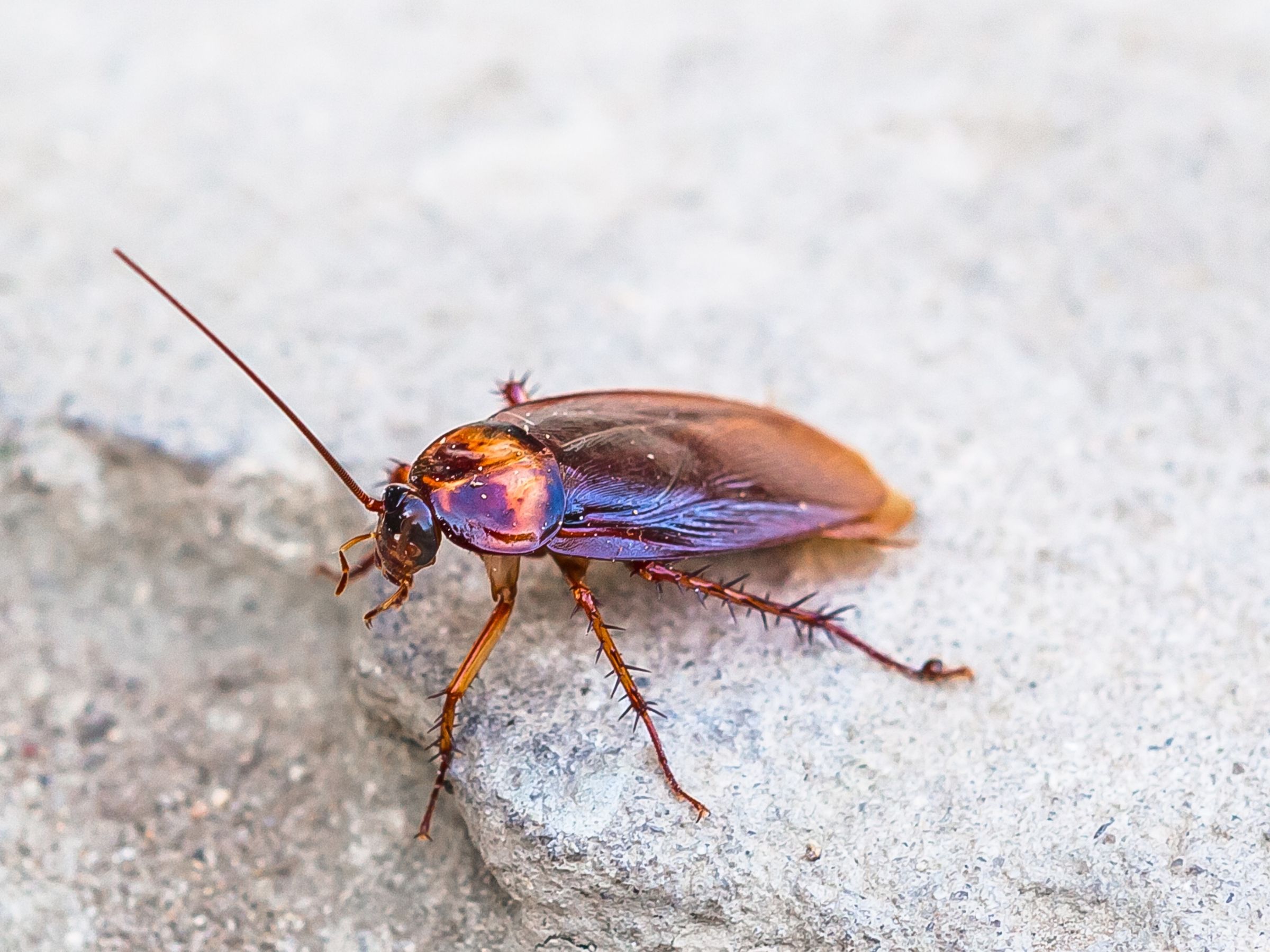 4 Species of Cockroaches In Las Vegas
