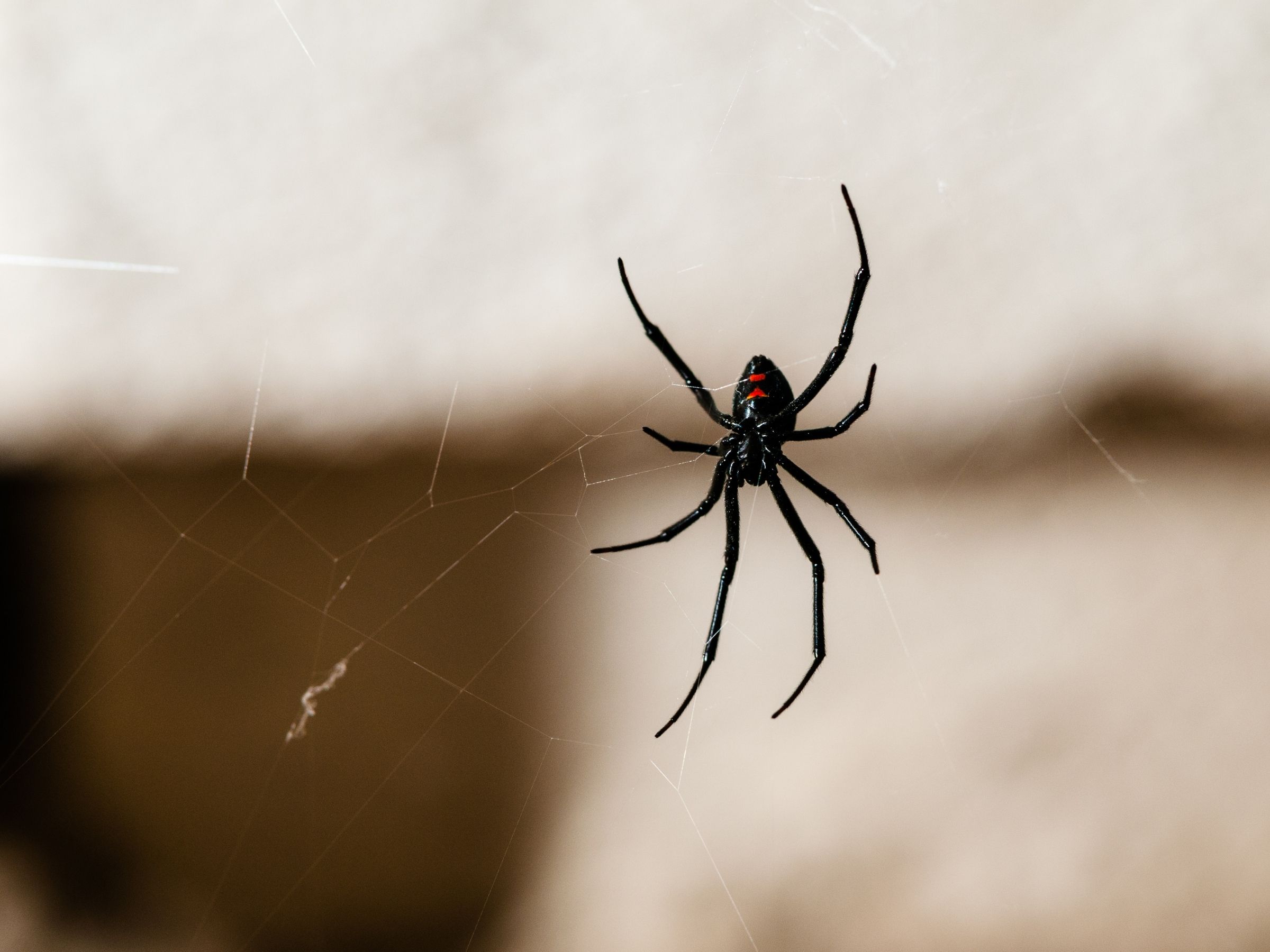 Common Spiders in Las Vegas I Fortified Pest Management