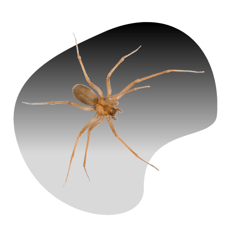 Brown Recluse Control In Las Vegas