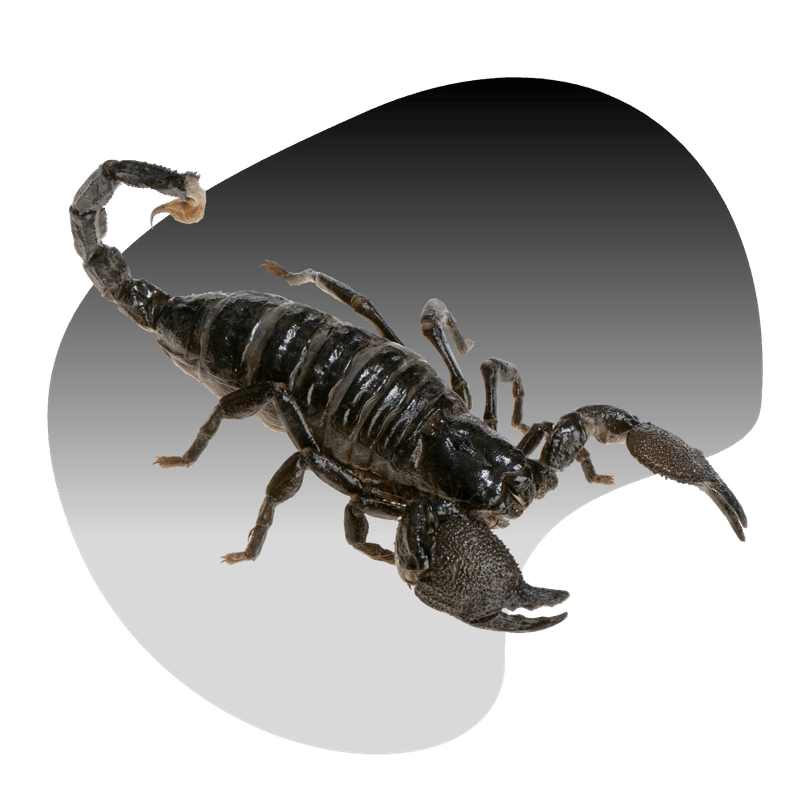 Bark Scorpion Control In Las Vegas