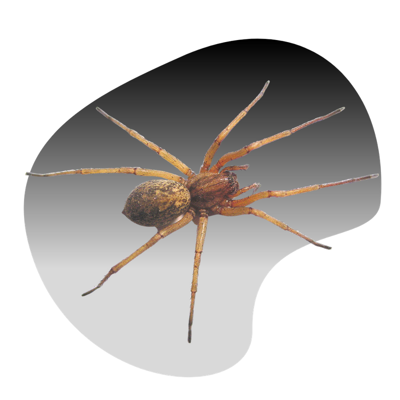 House Spider Control In Las Vegas