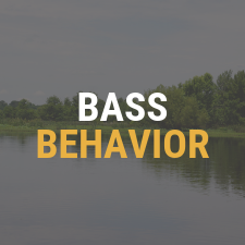 Part 1 | Understanding Bass Behavior | Bass Fishing for Beginners