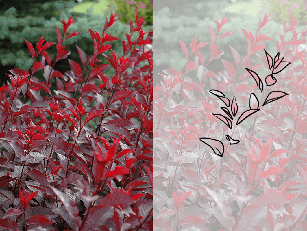 From Novice to Pro: Foliage Guide