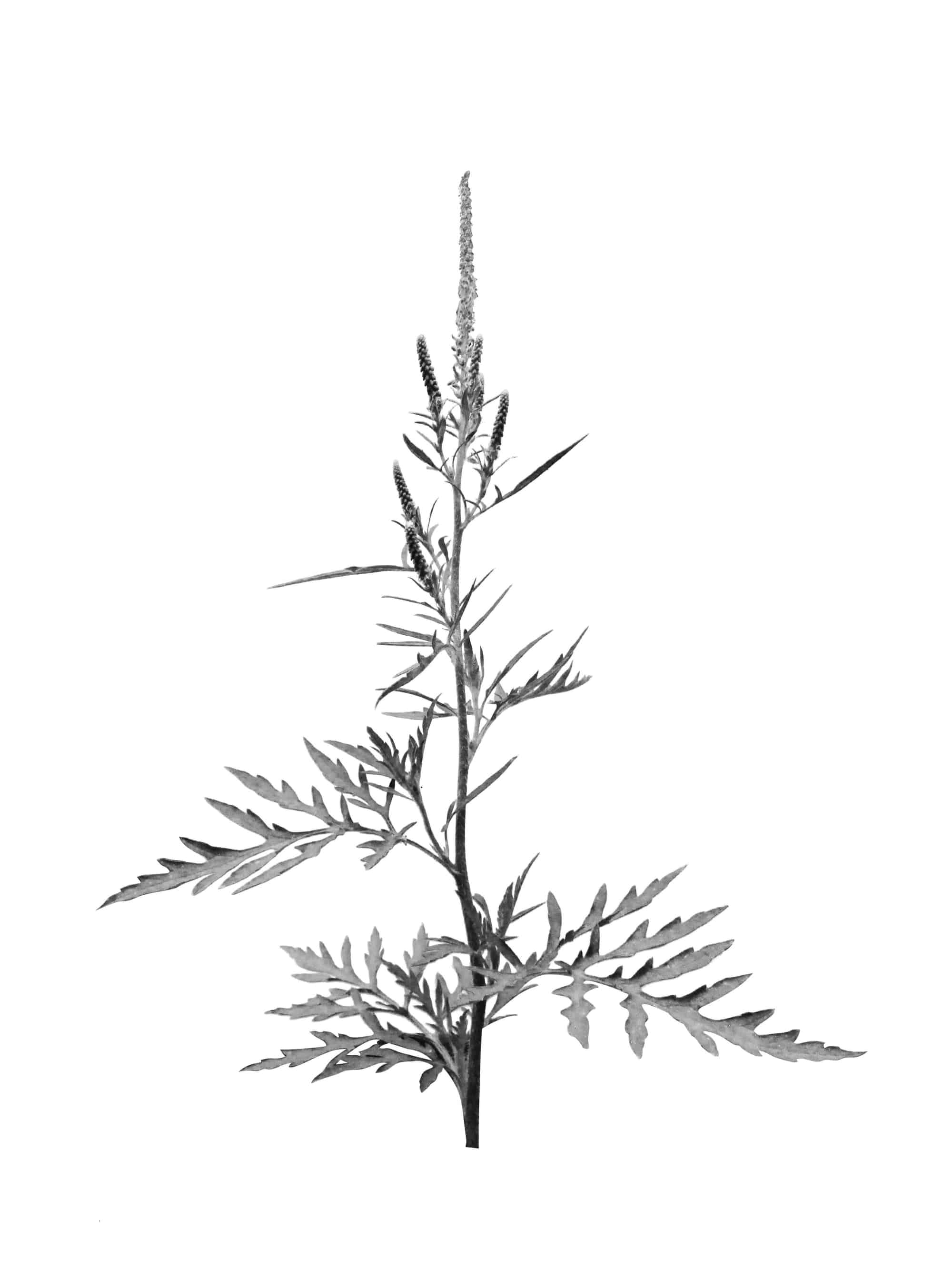 La Palomera | Botánica - Altamisa