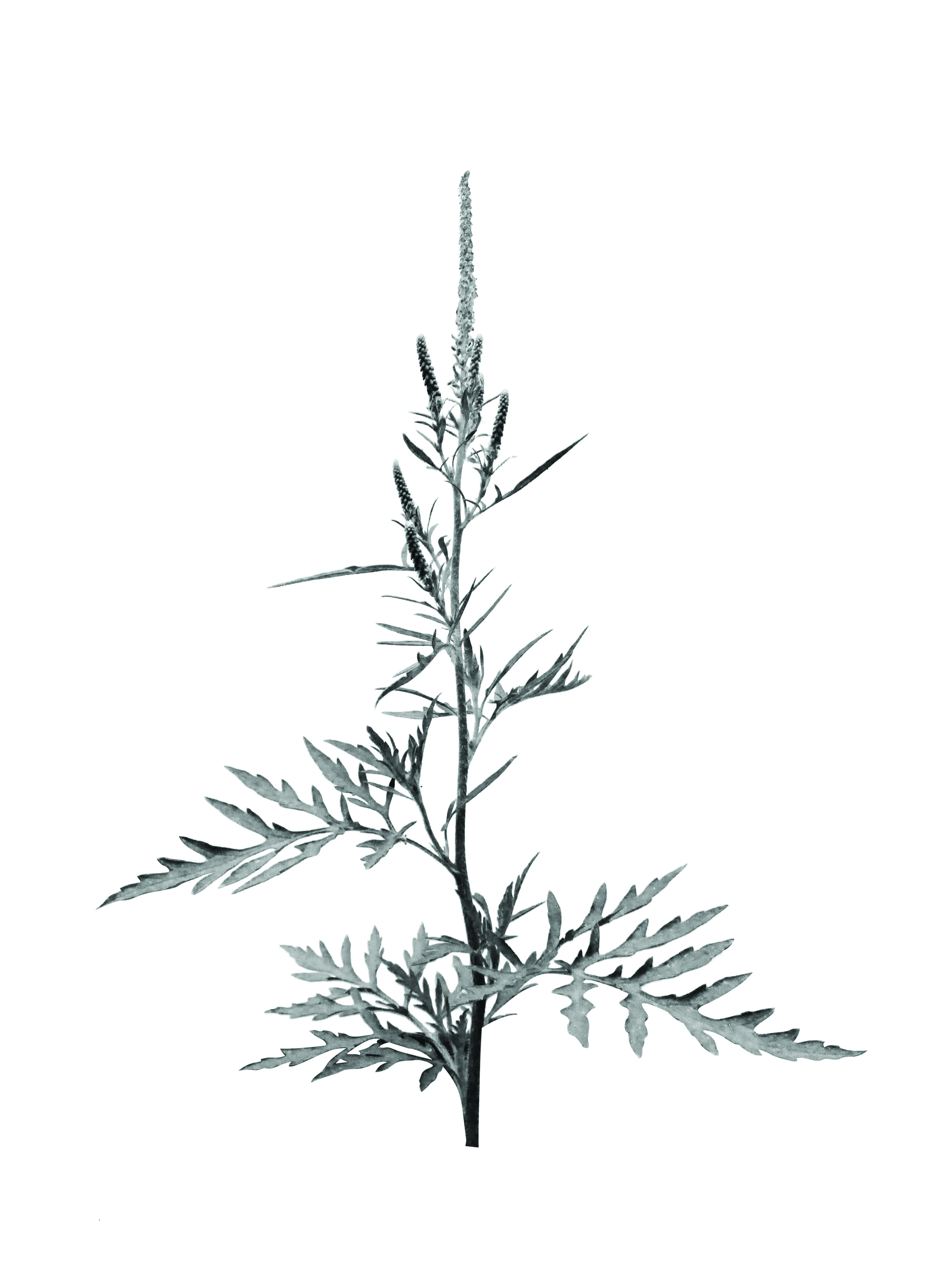 La Palomera | Botánica - Altamisa