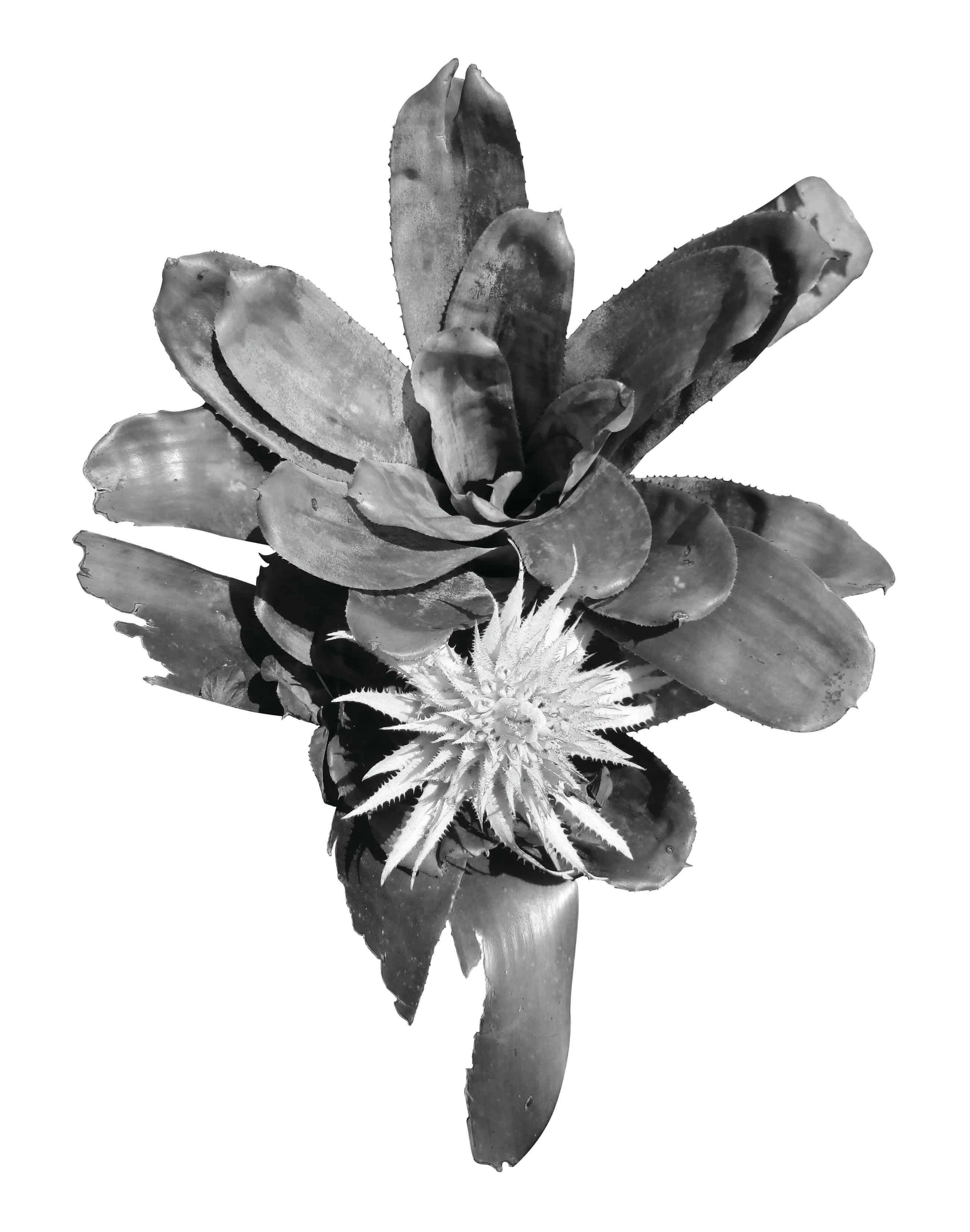 La Palomera | Botánica - Bromelia flor rosada