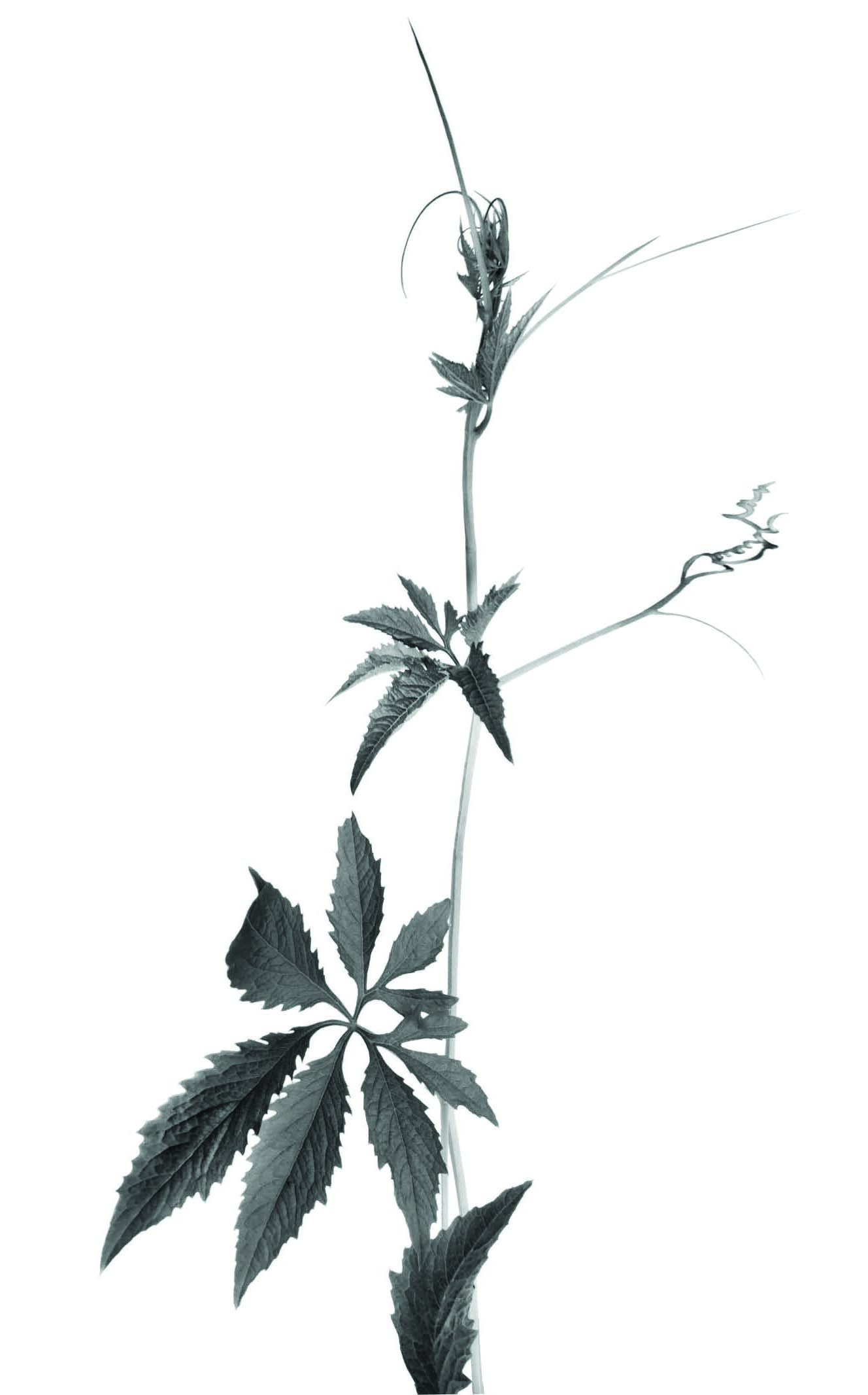 La Palomera | Botánica - Caigua