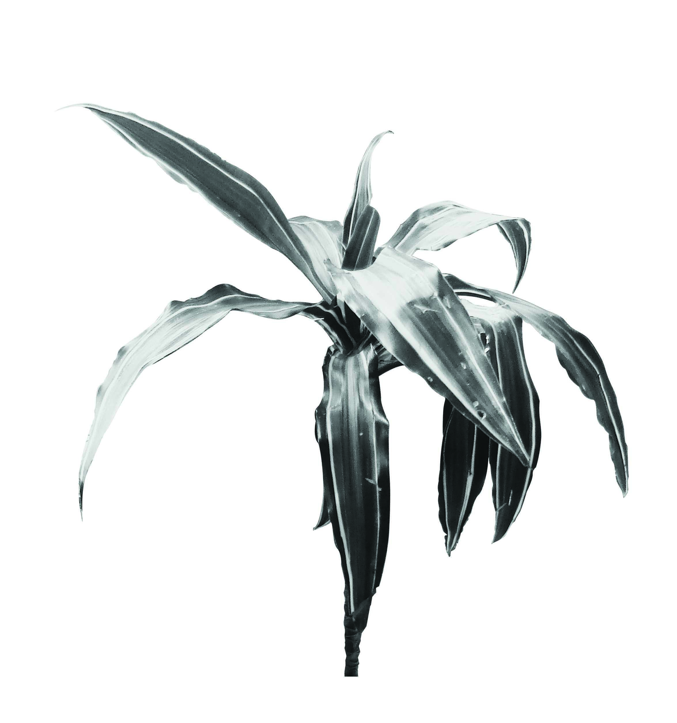 La Palomera | Botánica - Dracena