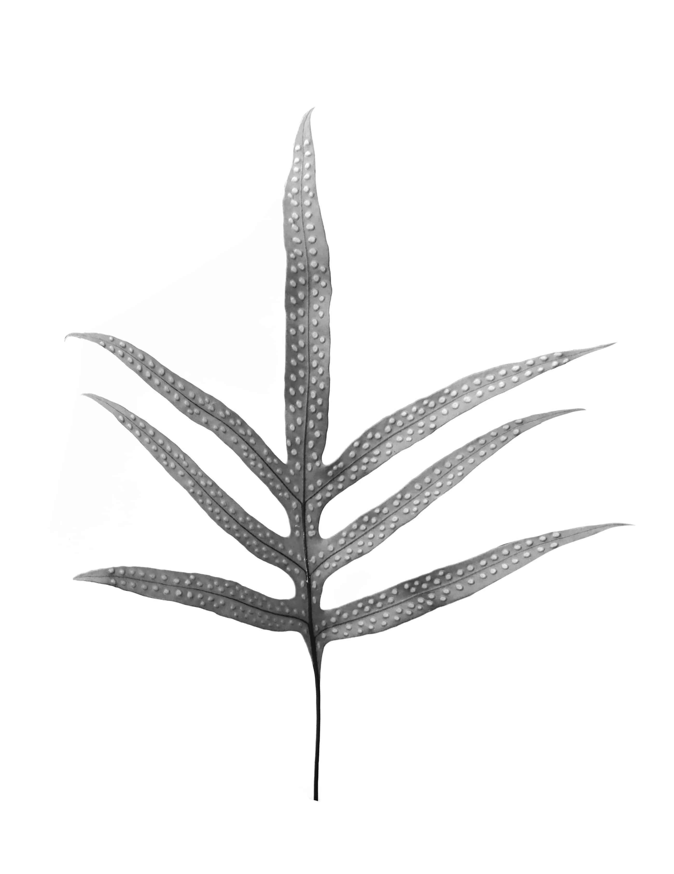 La Palomera | Botánica - Helecho pata de gallina