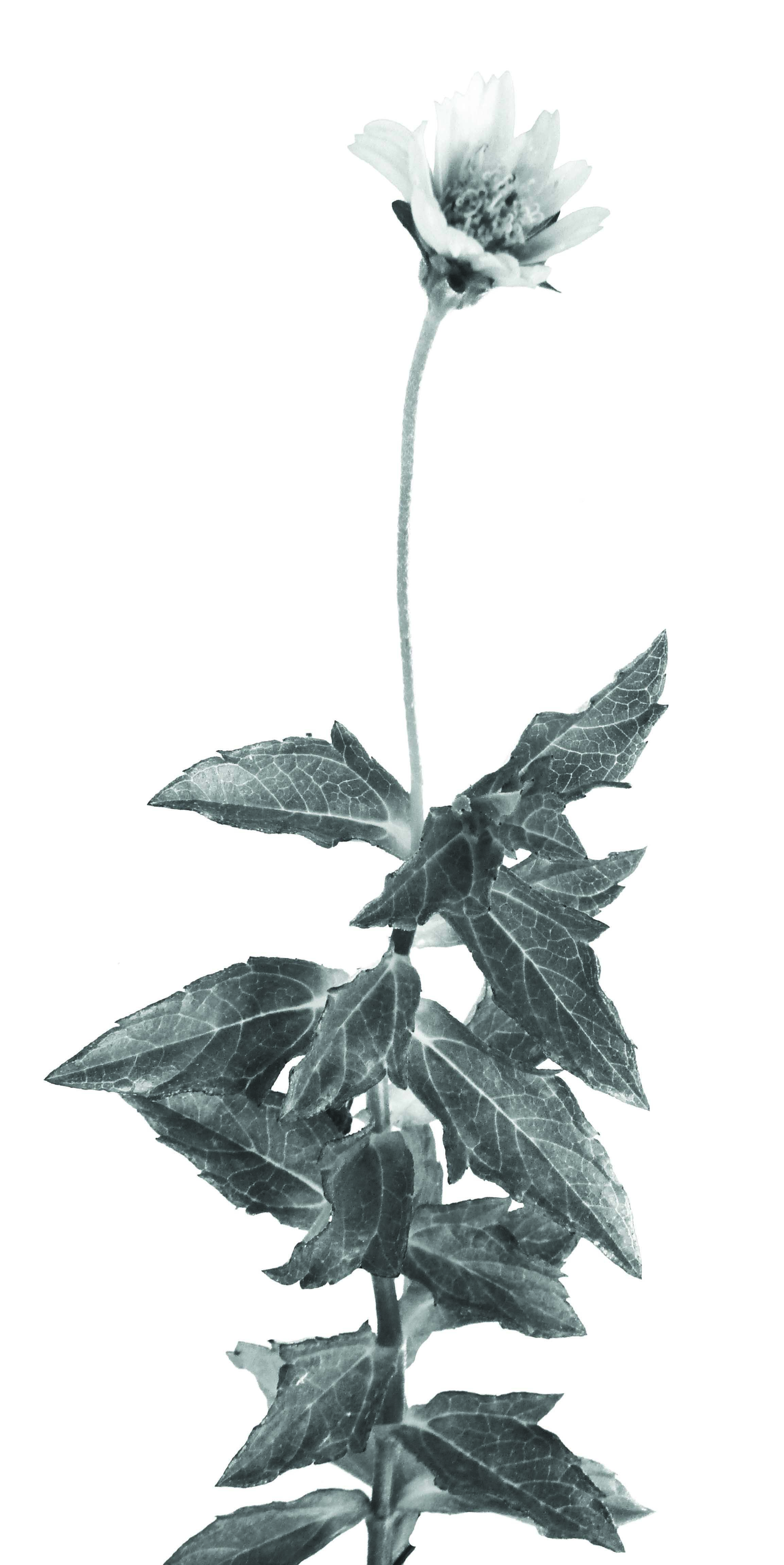 La Palomera | Botánica - Hieracio saboyano