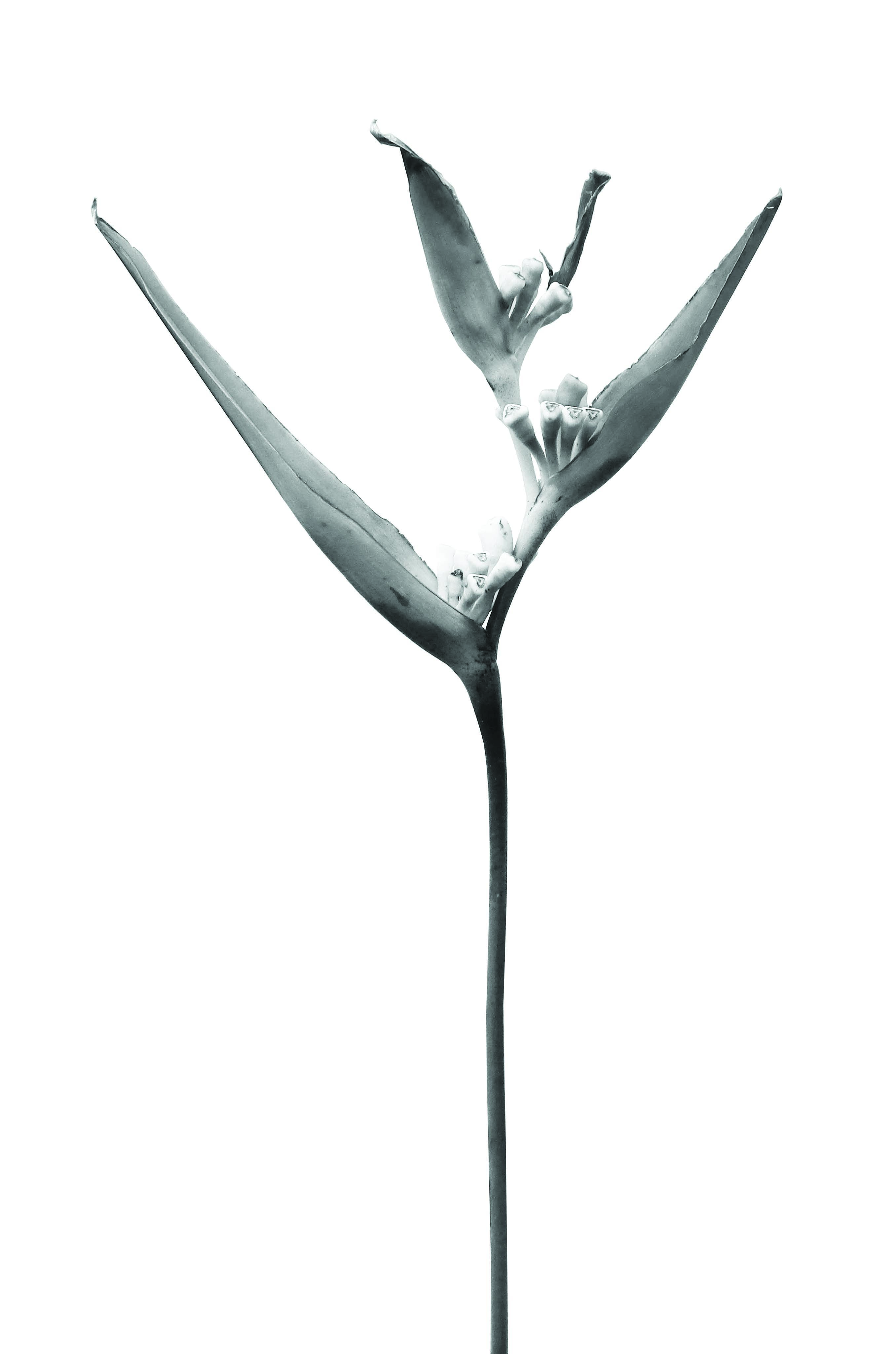 La Palomera | Botánica - Platanillo enano