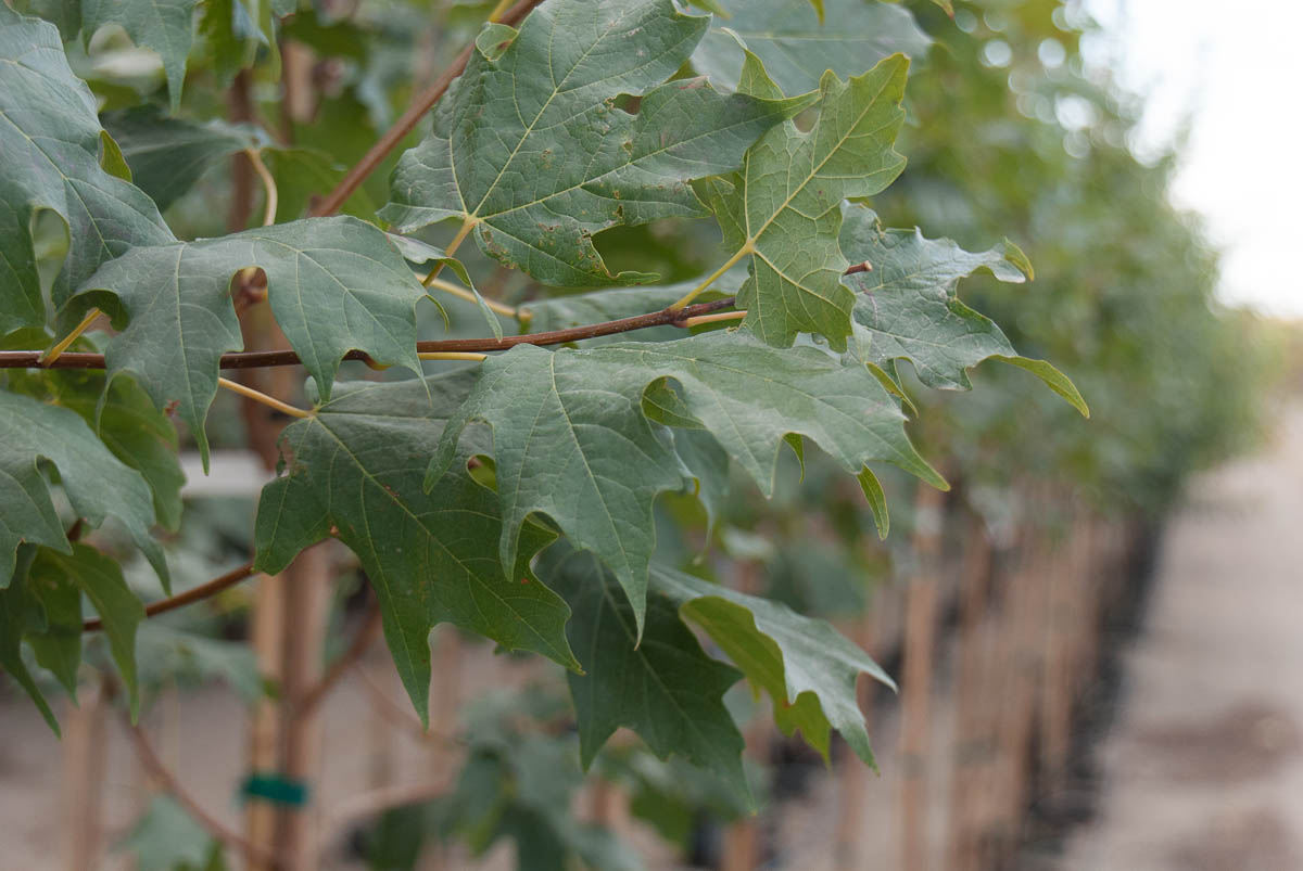 The Flashfire Maple Tree is as Sweet as Can Be | Garden Gate Nursery