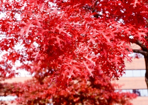Scarlet Oak Tree | Garden Gate Nursery