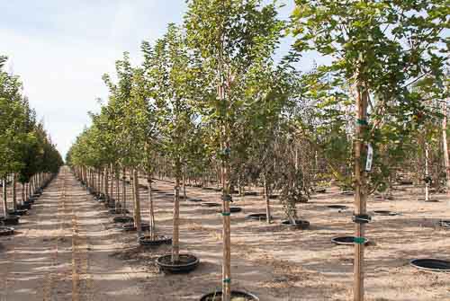 The Uniqueness of the June Snow™ Dogwood | Garden Gate Nursery