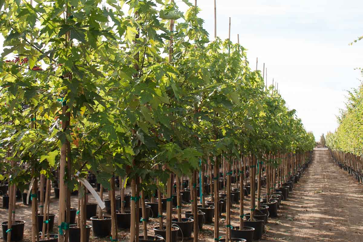 The Autumn Fantasy Maple is an Elegant Jewel | Garden Gate Nursery