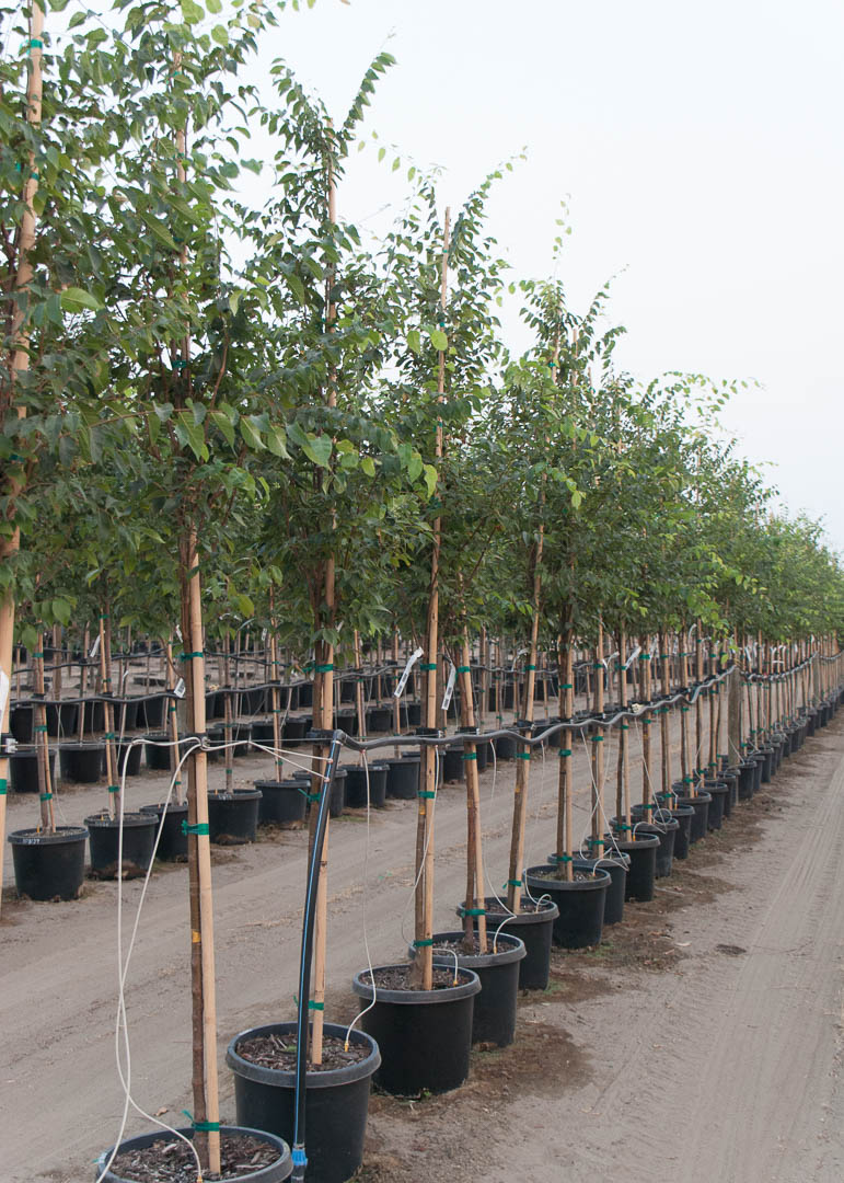 Musashino Columnar Zelkova Tree | Garden Gate Nursery