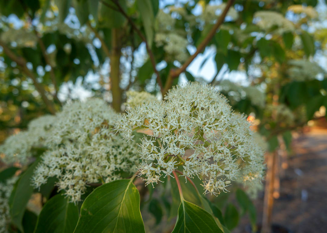 June Snow™ Dogwood Tree | Garden Gate Nursery