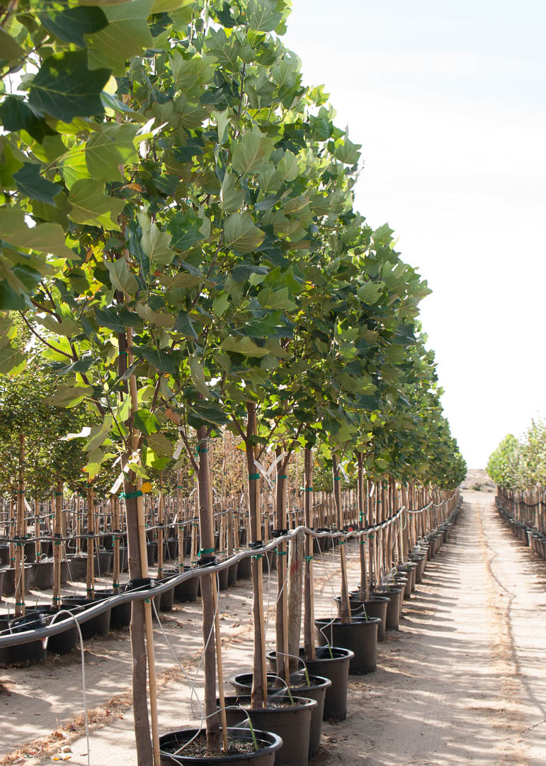 Emerald City Tulip Tree | Garden Gate Nursery