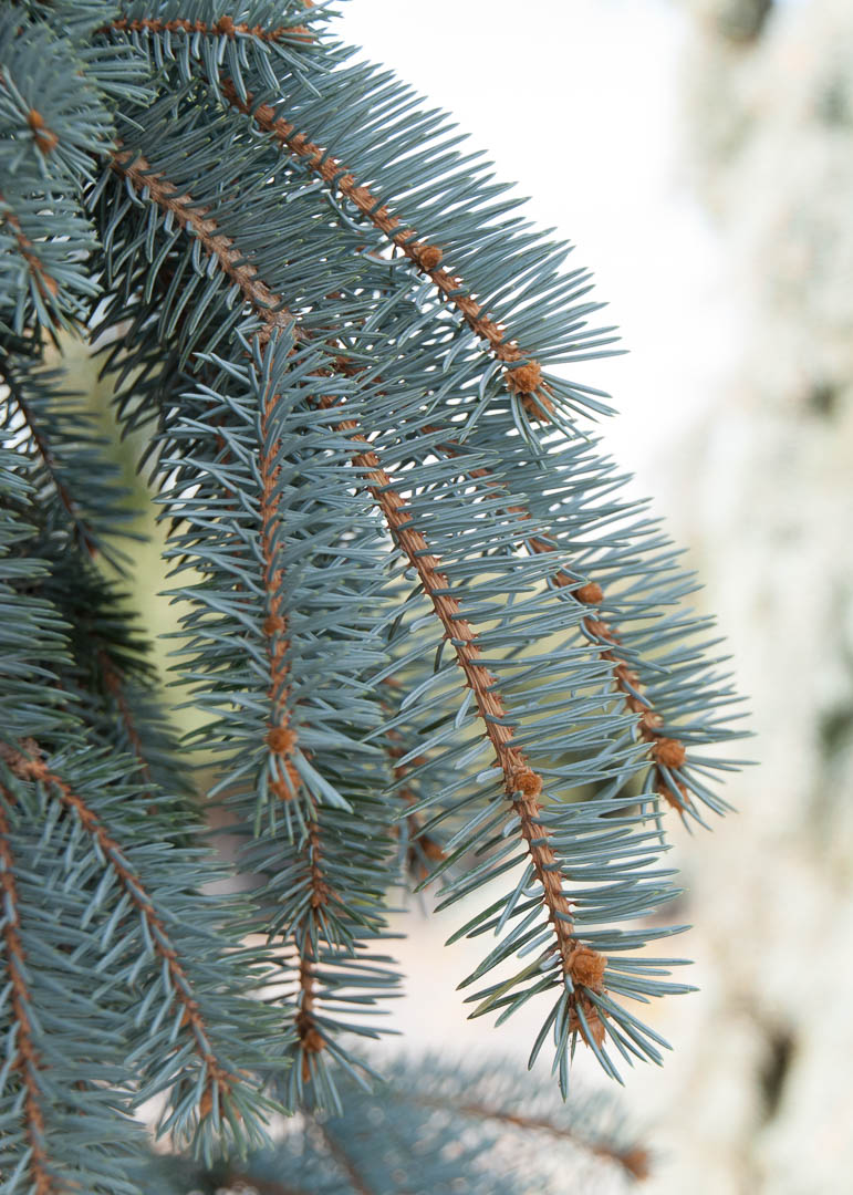 "The Blues" Blue Spruce Tree | Garden Gate Nursery