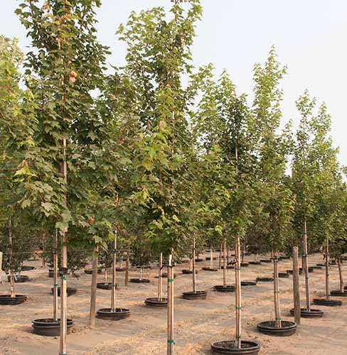 Somerset Red Maple Tree | Garden Gate Nursery