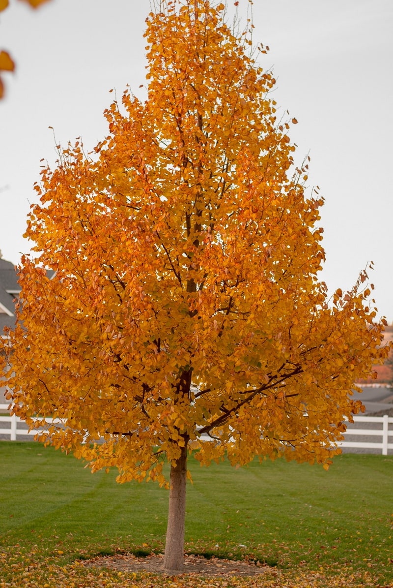 Greenspire® Linden Tree | Garden Gate Nursery
