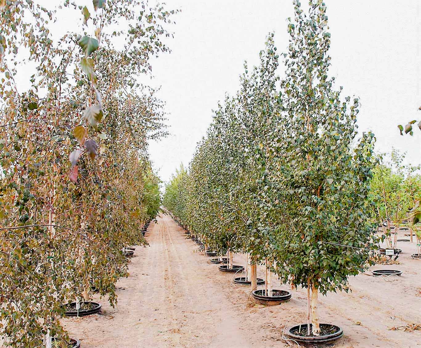 A Burst of Sunshine with the Dakota Pinnacle Birch | Garden Gate Nursery