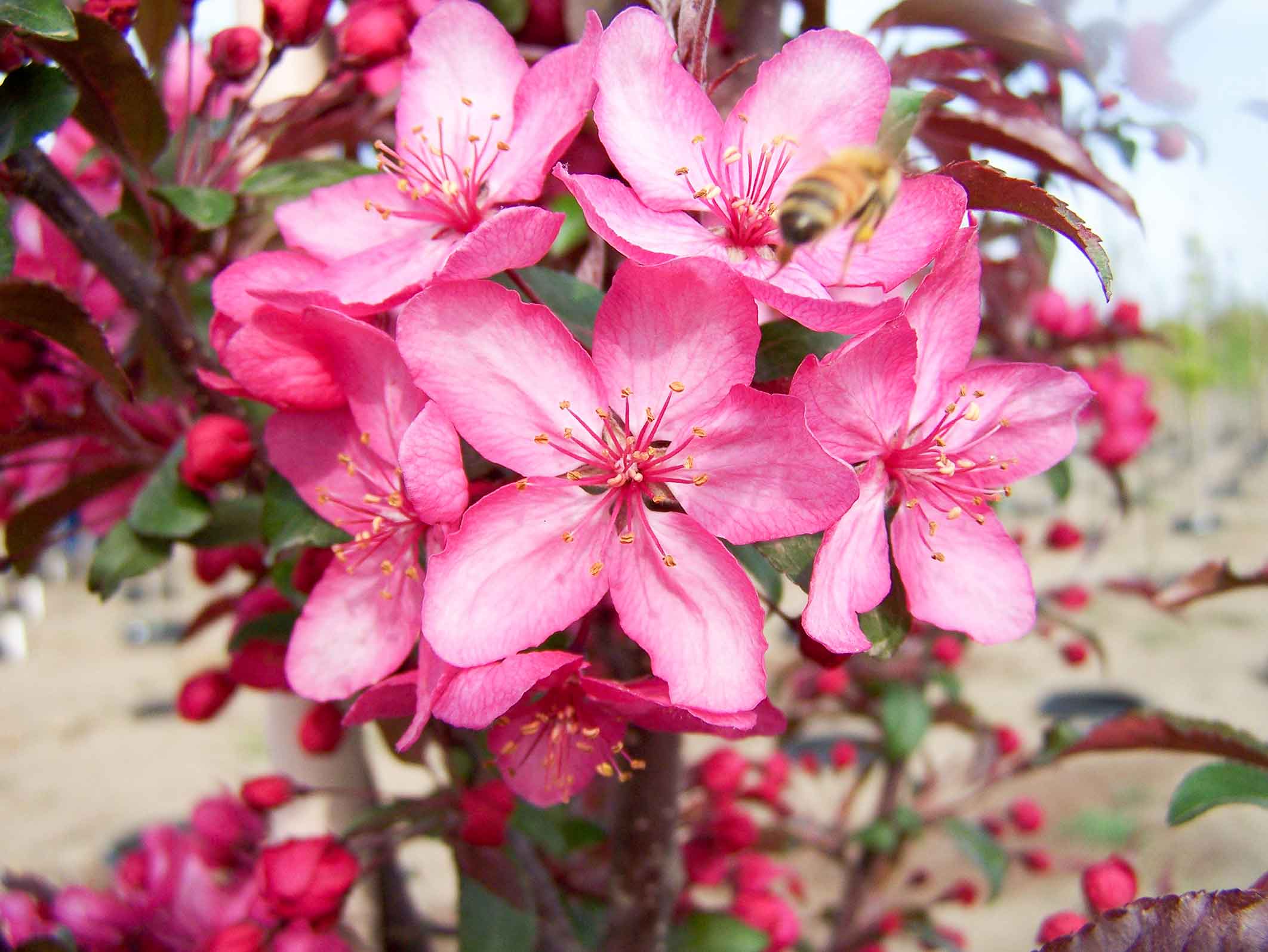 7 of the Best Small to Medium Trees for Landscaping | Garden Gate Nursery