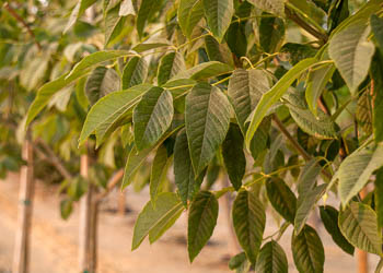 Frontier Elm Tree | Garden Gate Nursery