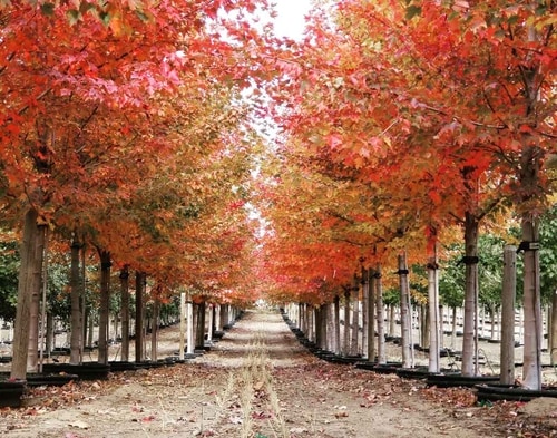 Sun Valley Maple Tree | Garden Gate Nursery