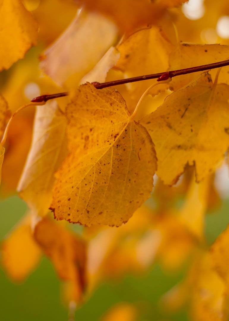 Greenspire® Linden Tree | Garden Gate Nursery
