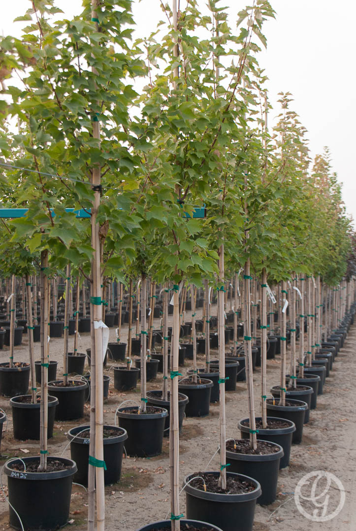 Red Rocket Maple Tree | Garden Gate Nursery