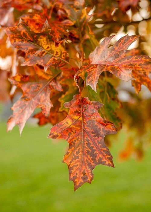 Red Oak Tree | Garden Gate Nursery
