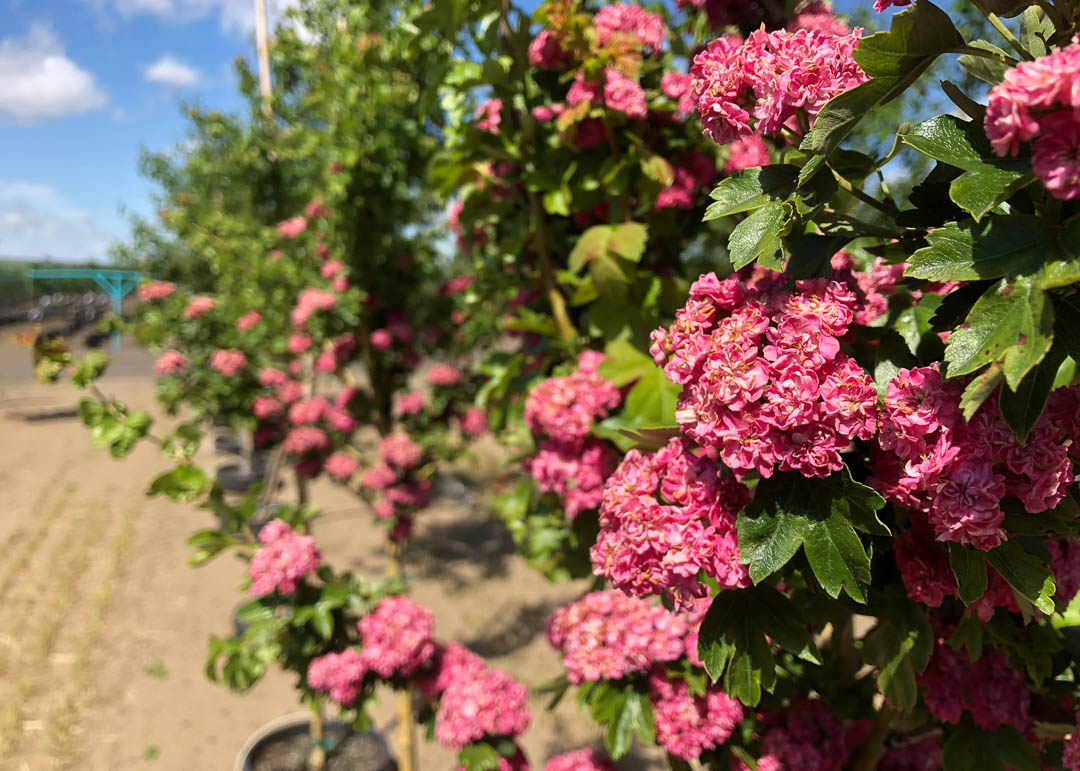Paul's Scarlet Hawthorn Tree | Garden Gate Nursery
