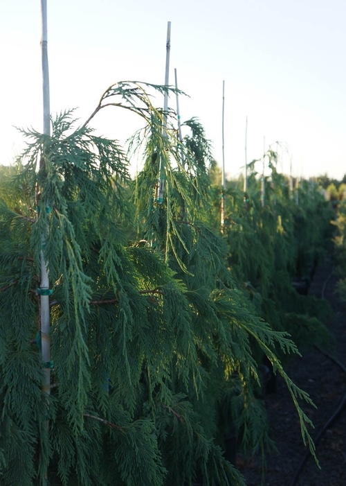 Blue Weeping Alaskan Cedar Tree | Garden Gate Nursery
