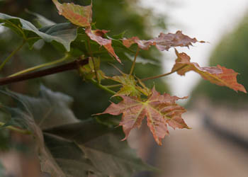 What we love about the Redpointe® Maple | Garden Gate Nursery