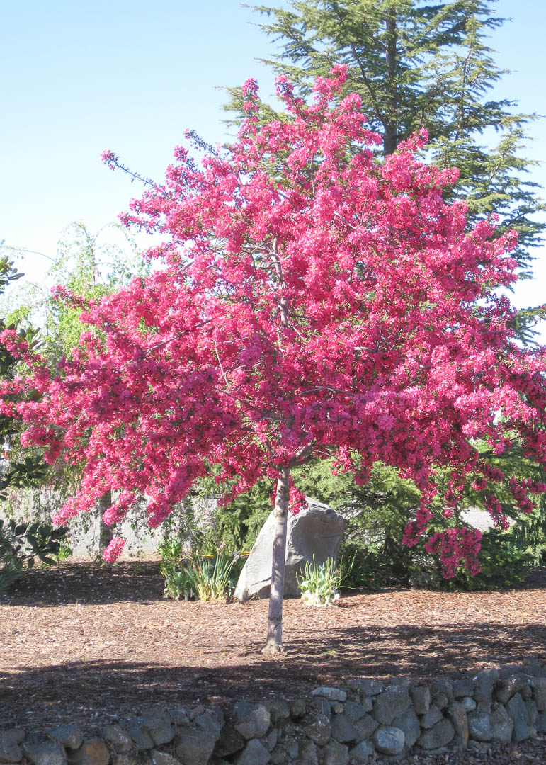 Prairifire Crabapple Tree | Garden Gate Nursery