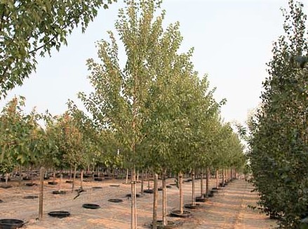 The Somerset Red Maple is a True Beauty | Garden Gate Nursery