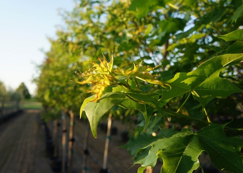 Pacific Sunset Maple Tree | Garden Gate Nursery