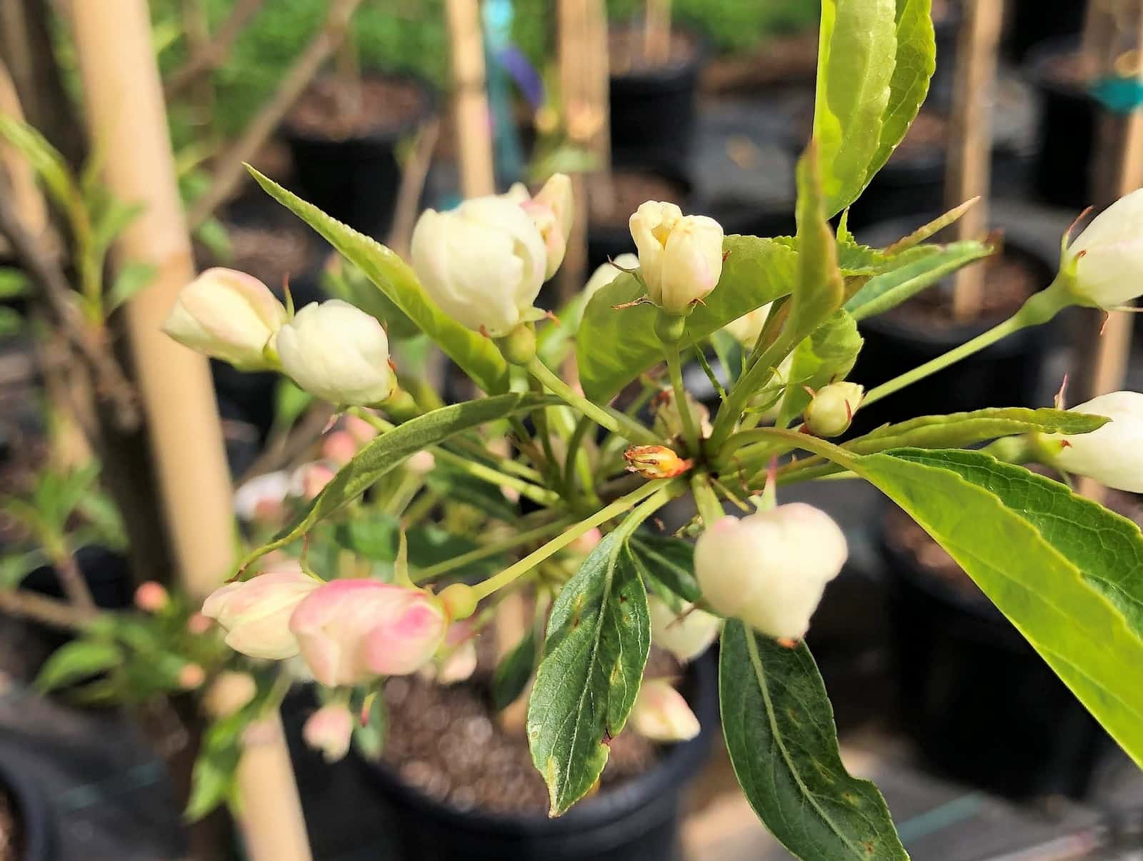 Starlite® Flowering Crabapple | Buy Online, Pickup at Nursery