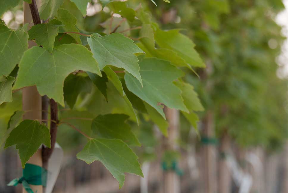 What we love about the Redpointe® Maple | Garden Gate Nursery