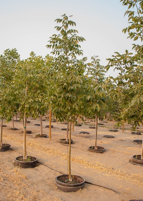 Autumn Purple® White Ash Tree | Garden Gate Nursery