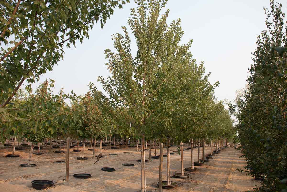 The Autumn Radiance Maple Tree has Delightful Charm | Garden Gate Nursery