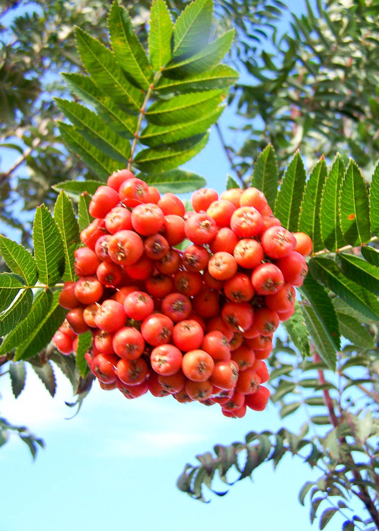 Cardinal Royal® Mountain Ash Tree | Garden Gate Nursery