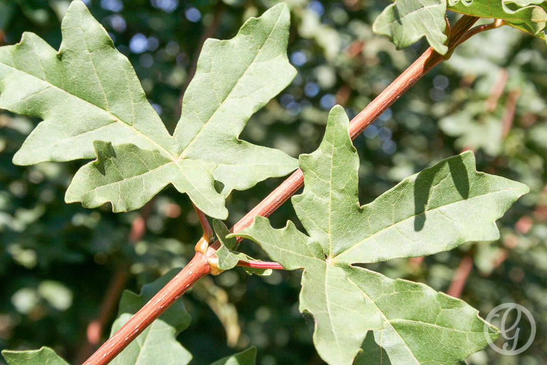 Metro Gold Maple Tree | Garden Gate Nursery